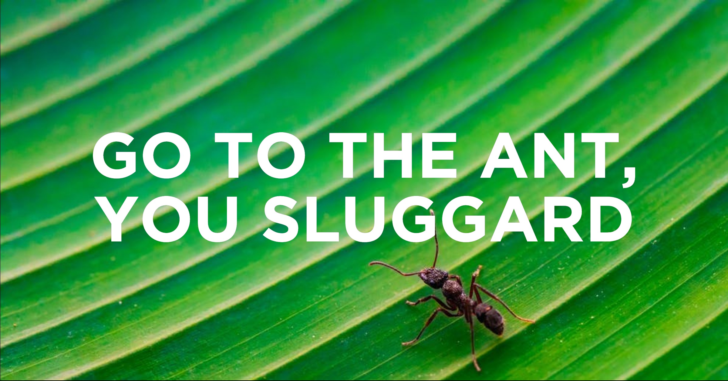 Go to the Ant, You Sluggard - Christ Church