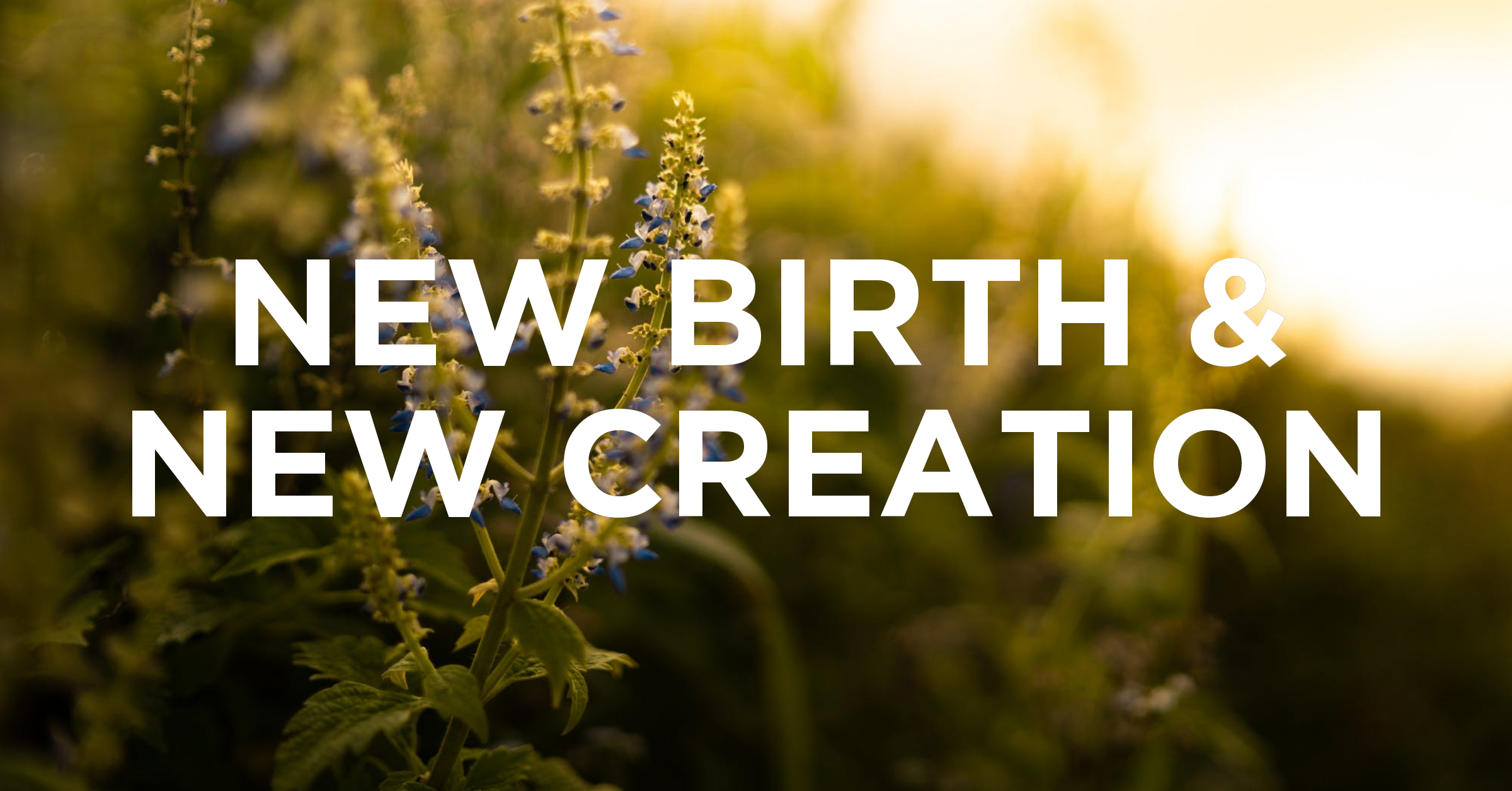 New Birth & New Creation - Christ Church